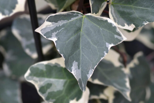 16 Types of Ivy Plants with Foliage You'll Love