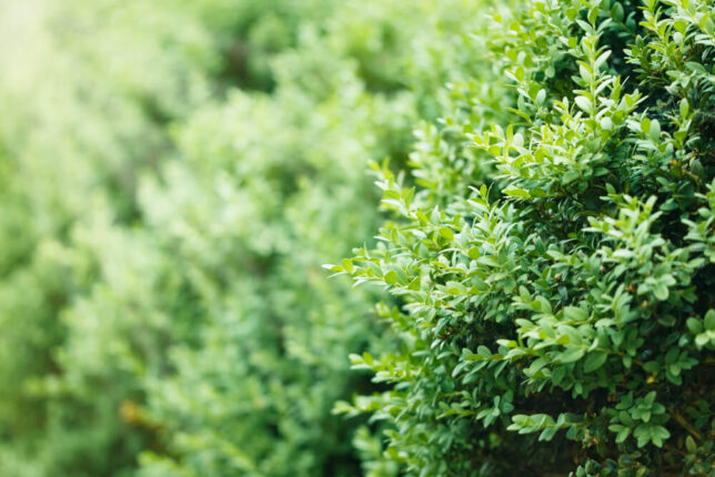 24 Shade Tolerant Evergreen Trees to Plant in Your Garden