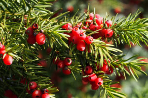23 Perfect Evergreen Shrubs for Shade: Year-Round Beauty