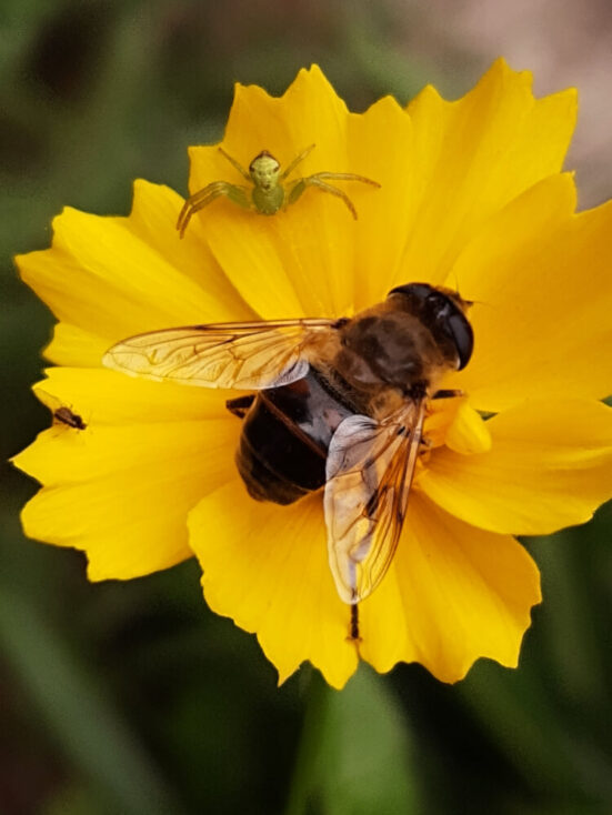 27 Tiny Flowers That Will Transform Your Garden Space