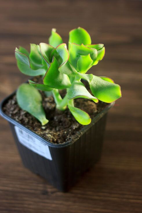 13 Types of Jade Plants to Add to Your Home