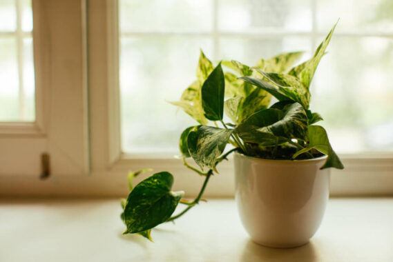 16 Types of Ivy Plants with Foliage You'll Love