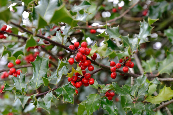 23 Perfect Evergreen Shrubs for Shade: Year-Round Beauty
