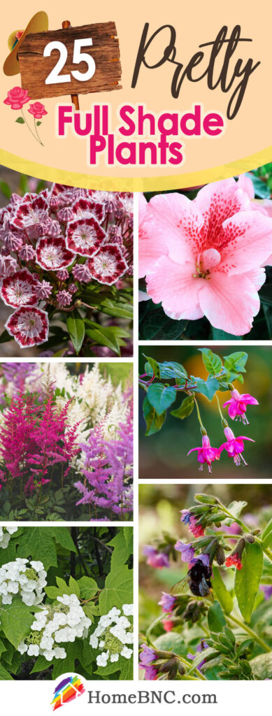25 Full Shade Plants to Add Immense Outdoor Beauty in 2023