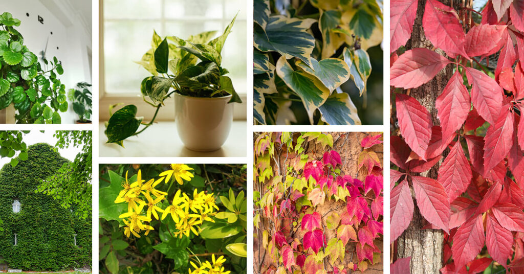 16 Types of Ivy Plants with Foliage You'll Love