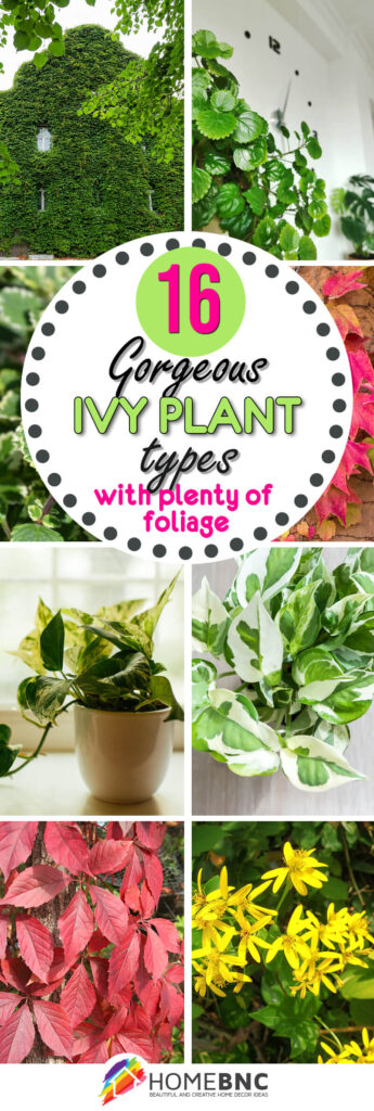 16 Types of Ivy Plants with Foliage You'll Love in 2023