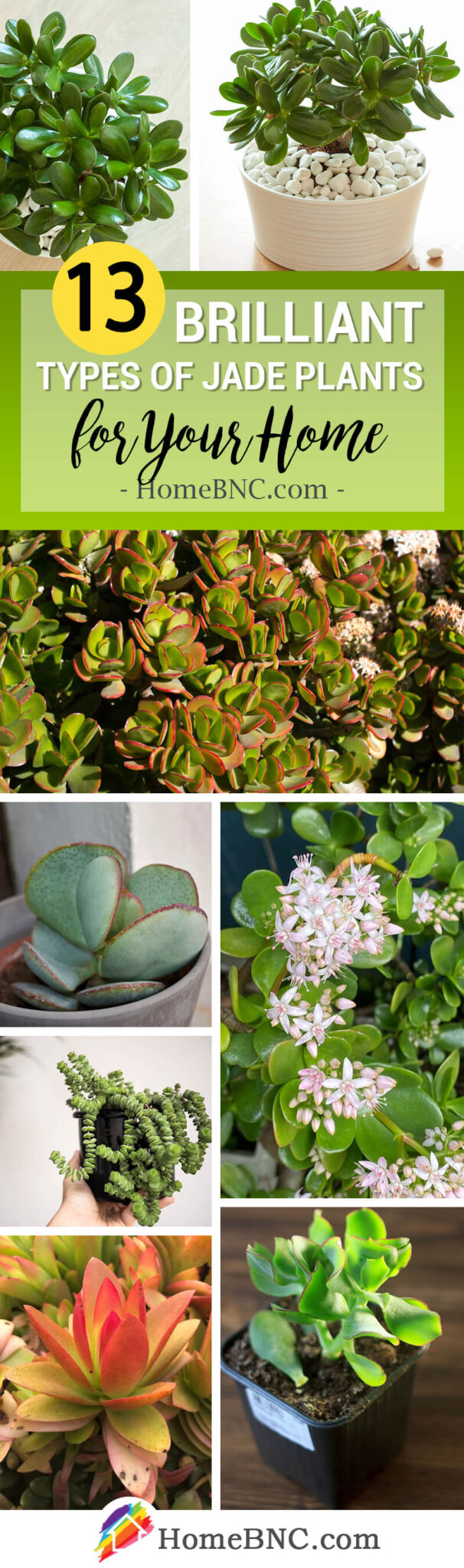 13 Types of Jade Plants to Add to Your Home