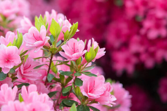 17 Pink Flowering Shrubs That Create a Colorful Landscape