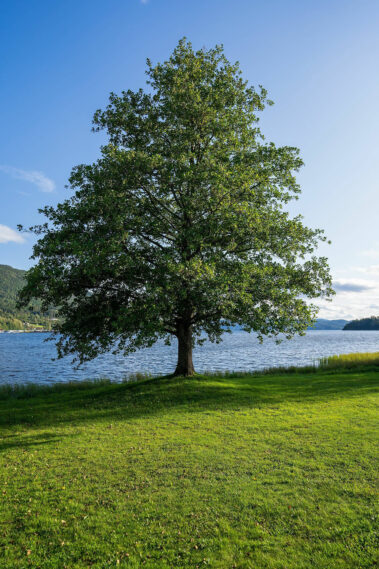 12 Species of Alder Trees for Your Landscape