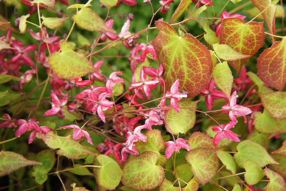 Epimedium Care Growing Tips For Shade And Dry Conditions