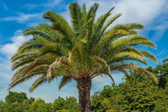 Coconut Tree vs Palm Tree: How Are They Different?