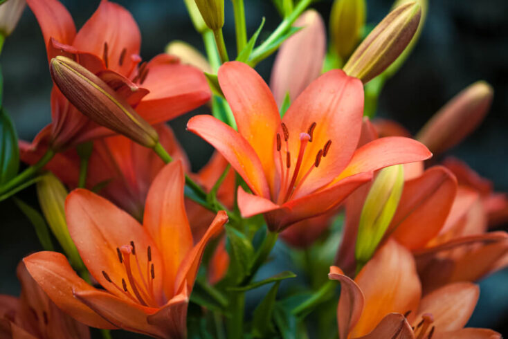 Tiger Lily Care: How to Grow in Well-Draining Soil