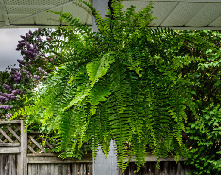 21 Types of Ferns to Grow Indoor and Outdoor