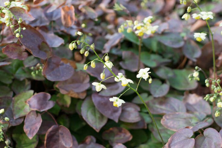 Epimedium Care - Growing Tips for Shade and Dry Conditions