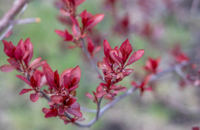 Growing Purple Leaf Sand Cherry: Full Sun and Care Guide