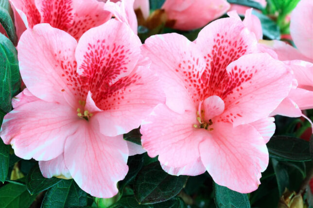 20 Acid-Loving Plants That Thrive in Acidic Soil