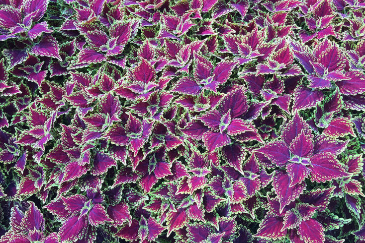 25 Stunning Plants with Purple Leaves for Indoor & Outdoor