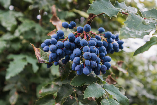 Mahonia Care: Complete Guide for Caring and Growing