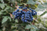 Mahonia Care: Complete Guide for Caring and Growing