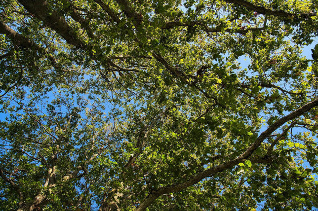 12 Species of Alder Trees for Your Landscape