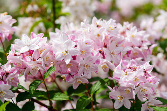 17 Pink Flowering Shrubs That Create a Colorful Landscape