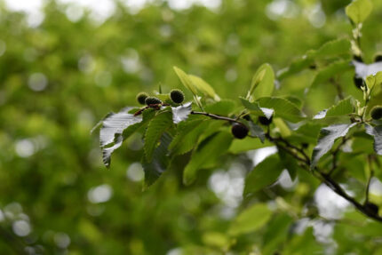 12 Species of Alder Trees for Your Landscape
