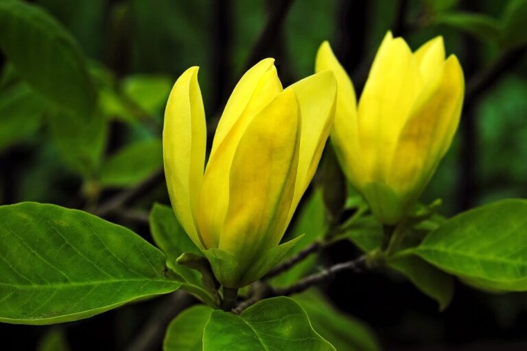 21 Trees with Yellow Flowers to Brighten Your Landscape