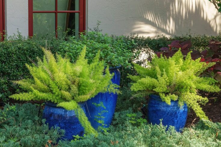 21 Types of Ferns to Grow Indoor and Outdoor