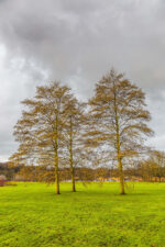 12 Species of Alder Trees for Your Landscape