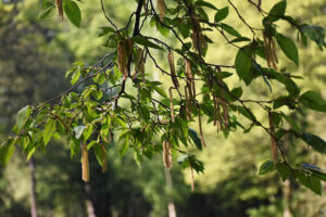 12 Species of Alder Trees for Your Landscape