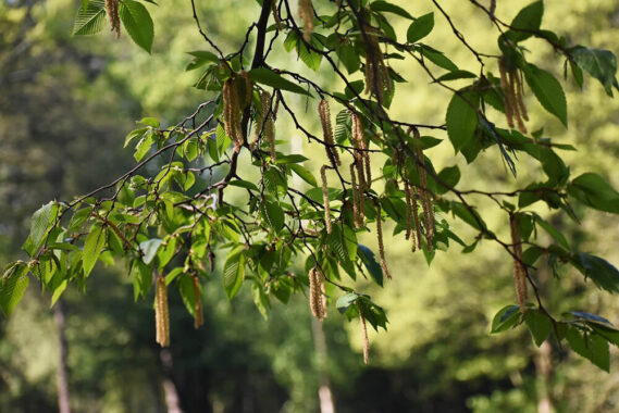 12 Species of Alder Trees for Your Landscape