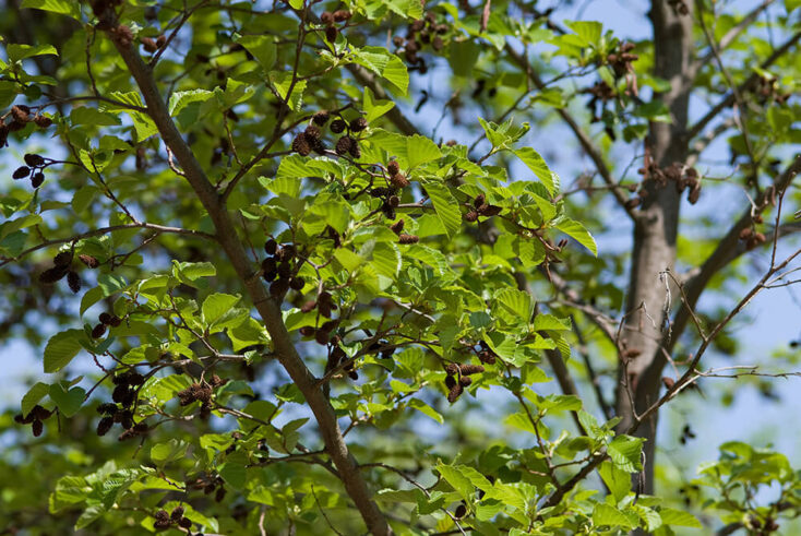 12 Species of Alder Trees for Your Landscape