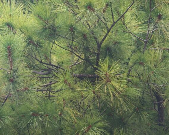 20 Acid-Loving Plants That Thrive in Acidic Soil