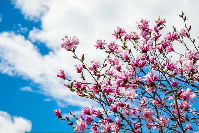 17 Pink Flowering Shrubs That Create a Colorful Landscape