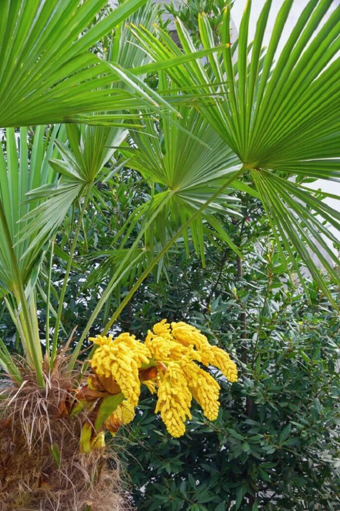 23 Small Trees for Landscaping that Offer Attractive Flowers
