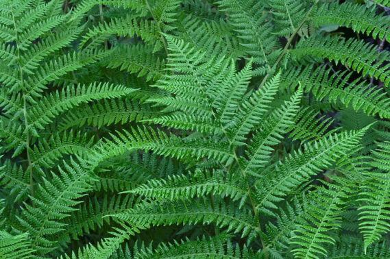 21 Types of Ferns to Grow Indoor and Outdoor