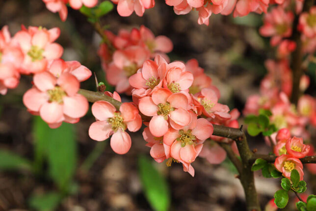 15 Vibrant Flowering Shrubs for Full Sun Gardens