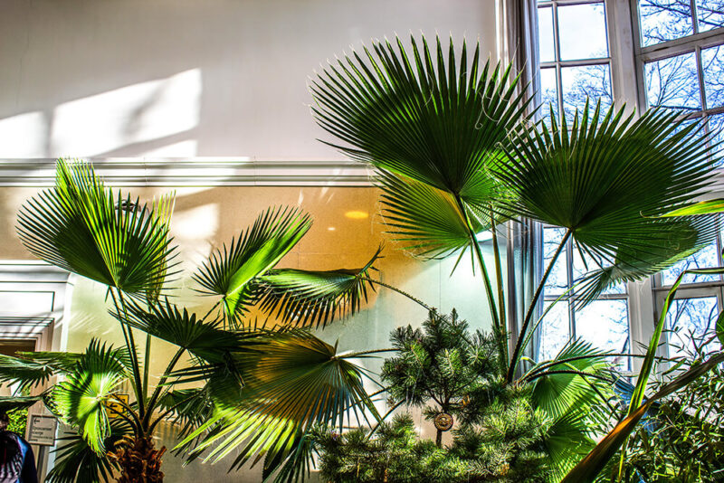 Indoor Palm Tree Care: Complete Guide for Healthy Plants