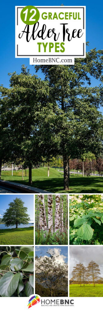 12 Types of Alder Trees with Timeless Elegance