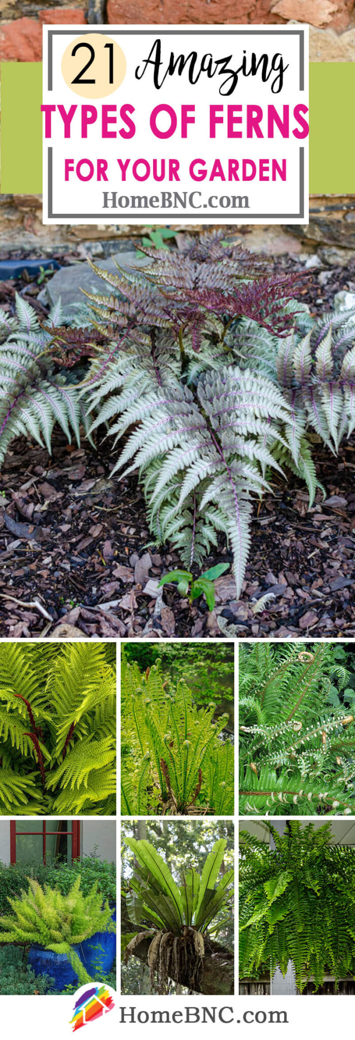 21 Types of Ferns to Grow Indoor and Outdoor