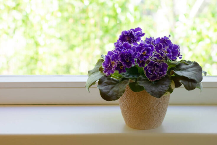 29 Perfect Houseplants for South-Facing Windows
