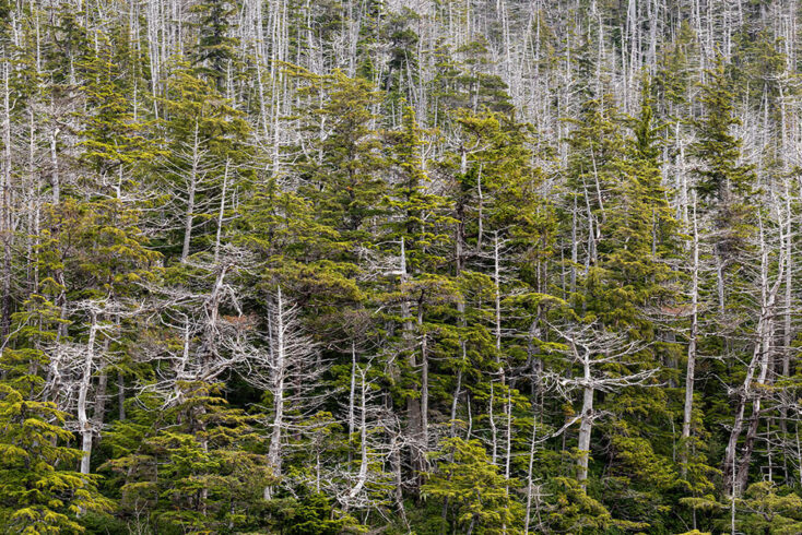 13 Types of Cedar Trees for Privacy - Eastern & Western Varieties