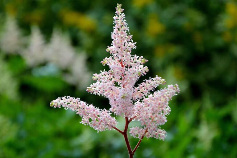 13 Colorful Shade Flowers for Pots that Brighten Your Yard