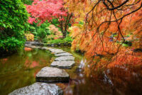 18 Beautiful Japanese Maple Varieties: From Weeping to Dwarf