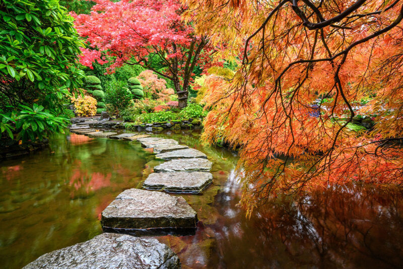 18 Beautiful Japanese Maple Varieties: From Weeping to Dwarf