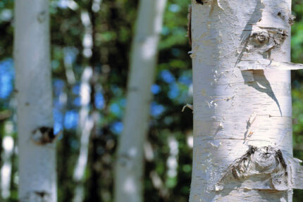 11 Types of Birch Trees: From River to Paper Varieties