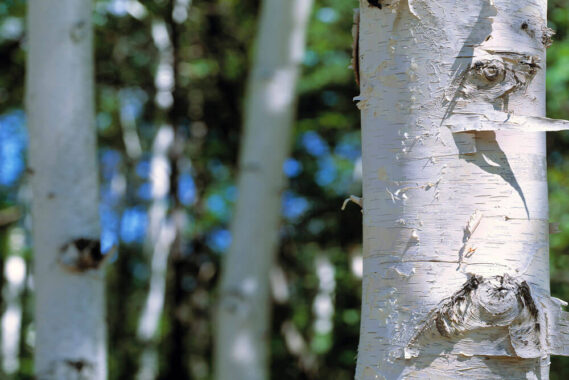 11 Types of Birch Trees: From River to Paper Varieties