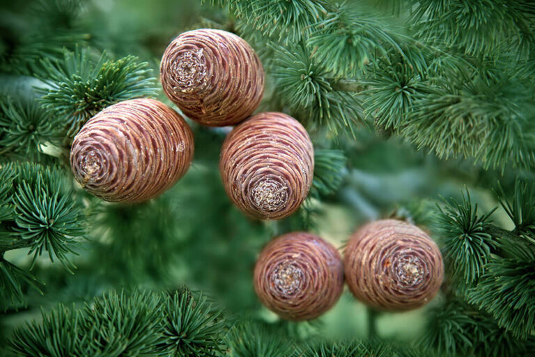 13 Types of Cedar Trees for Privacy - Eastern & Western Varieties