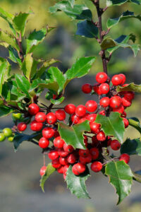 12 Types of Holly Plants that Look Great Year Round