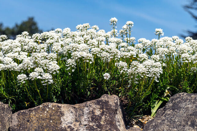 20 Low-Maintenance White Flower Ground Cover Plants